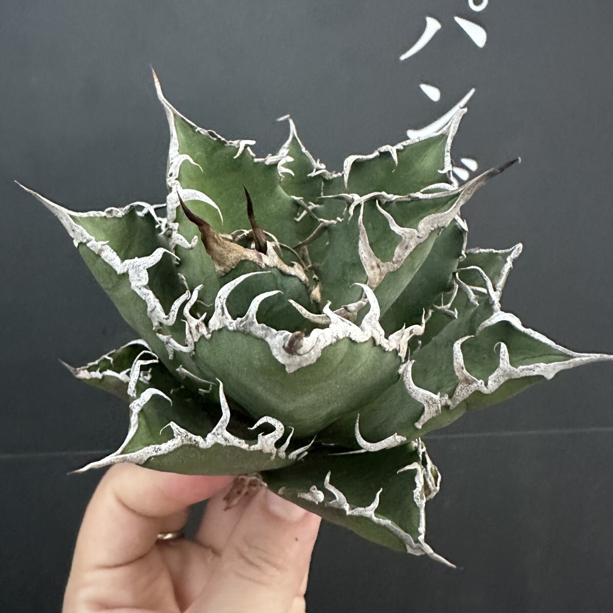 Yahoo!オークション - G77【パンダ園芸】アガベ 多肉植物 チタノタ シ...