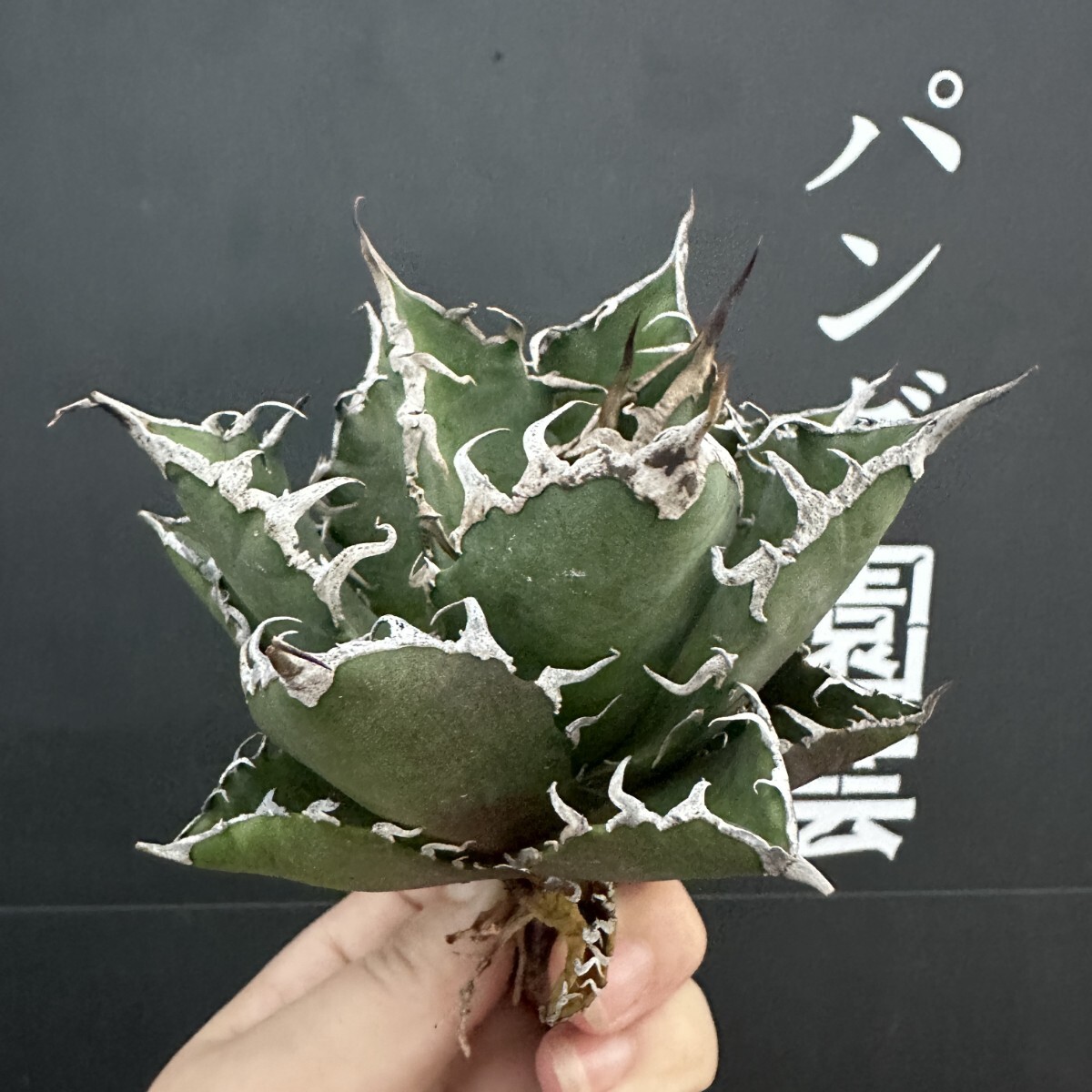 Yahoo!オークション - G77【パンダ園芸】アガベ 多肉植物 チタノタ シ...