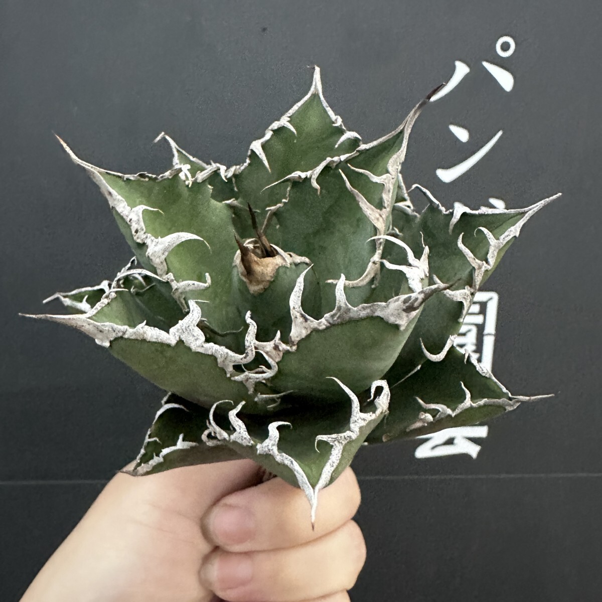 Yahoo!オークション - G77【パンダ園芸】アガベ 多肉植物 チタノタ シ...