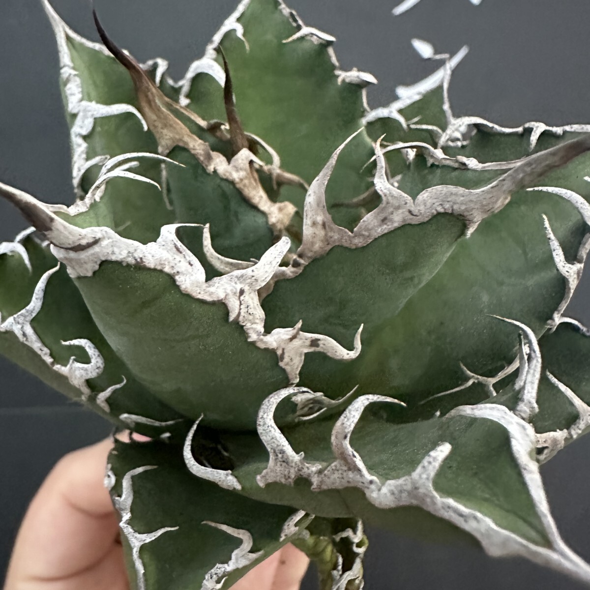 Yahoo!オークション - G77【パンダ園芸】アガベ 多肉植物 チタノタ シ...