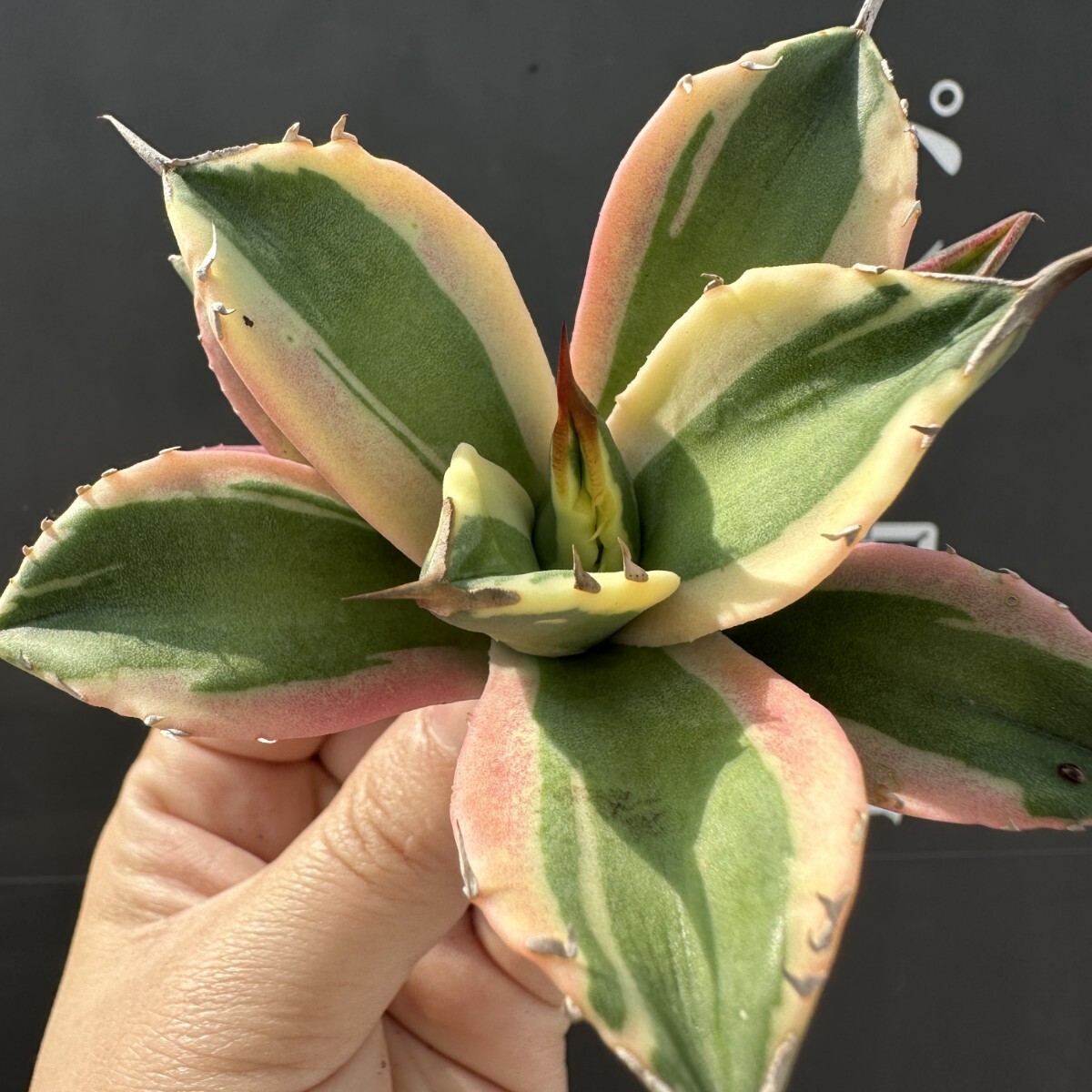 Yahoo!オークション - B23【パンダ園芸】 アガベ チタノタ スナグルト...