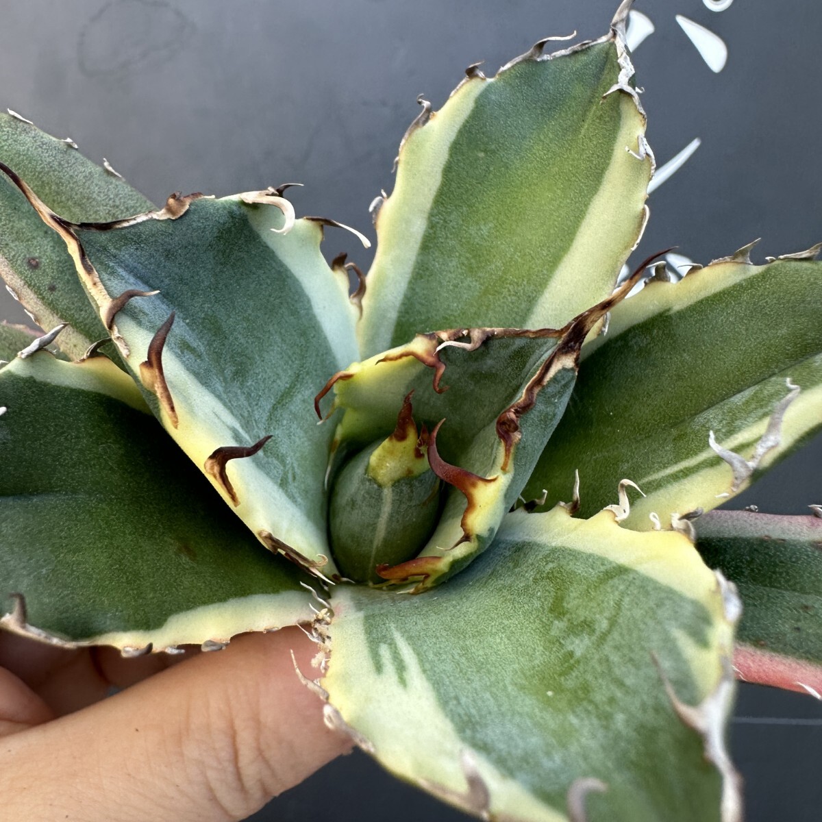 Yahoo!オークション - D17【パンダ園芸】アガベ チタノタ白鯨錦 覆輪斑...