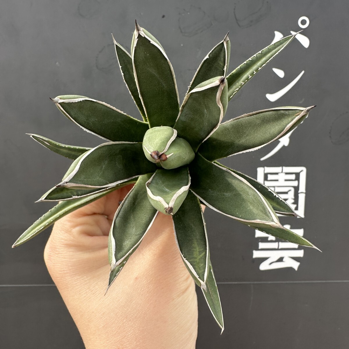 Yahoo!オークション - F41【パンダ園芸】アガベ 笹の雪 ハイブリッド ...