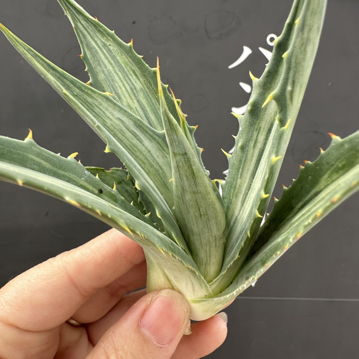 Yahoo!オークション - F59【パンダ園芸】 アガベ 多肉植物 シンプレッ...