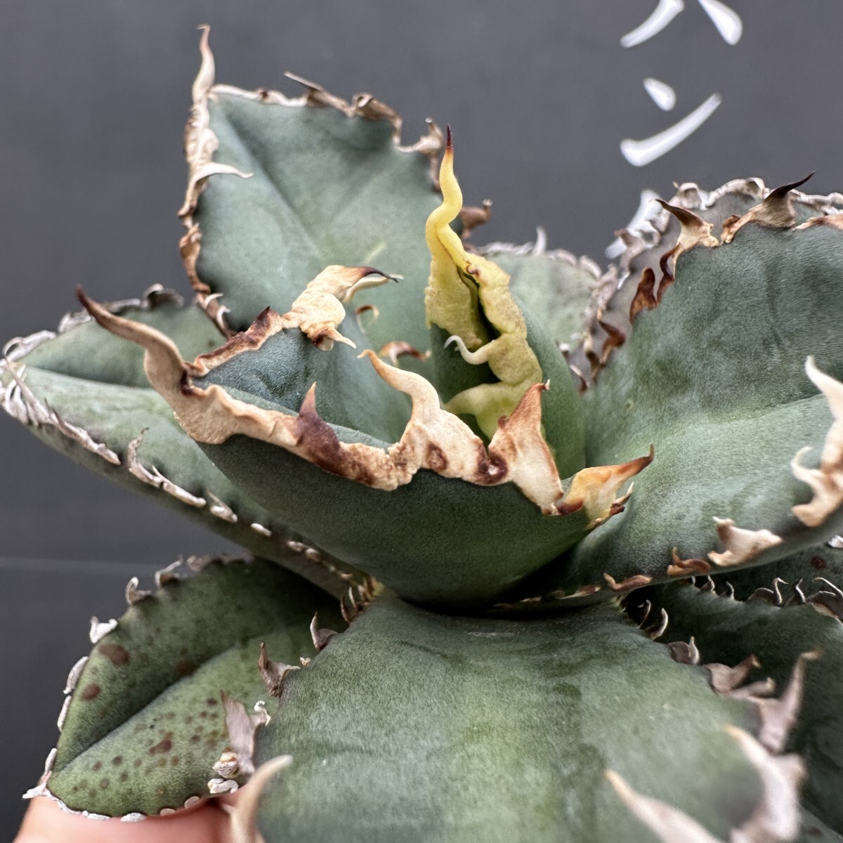 Yahoo!オークション - G44【パンダ園芸】特選 アガベ 多肉植物 チタノ...