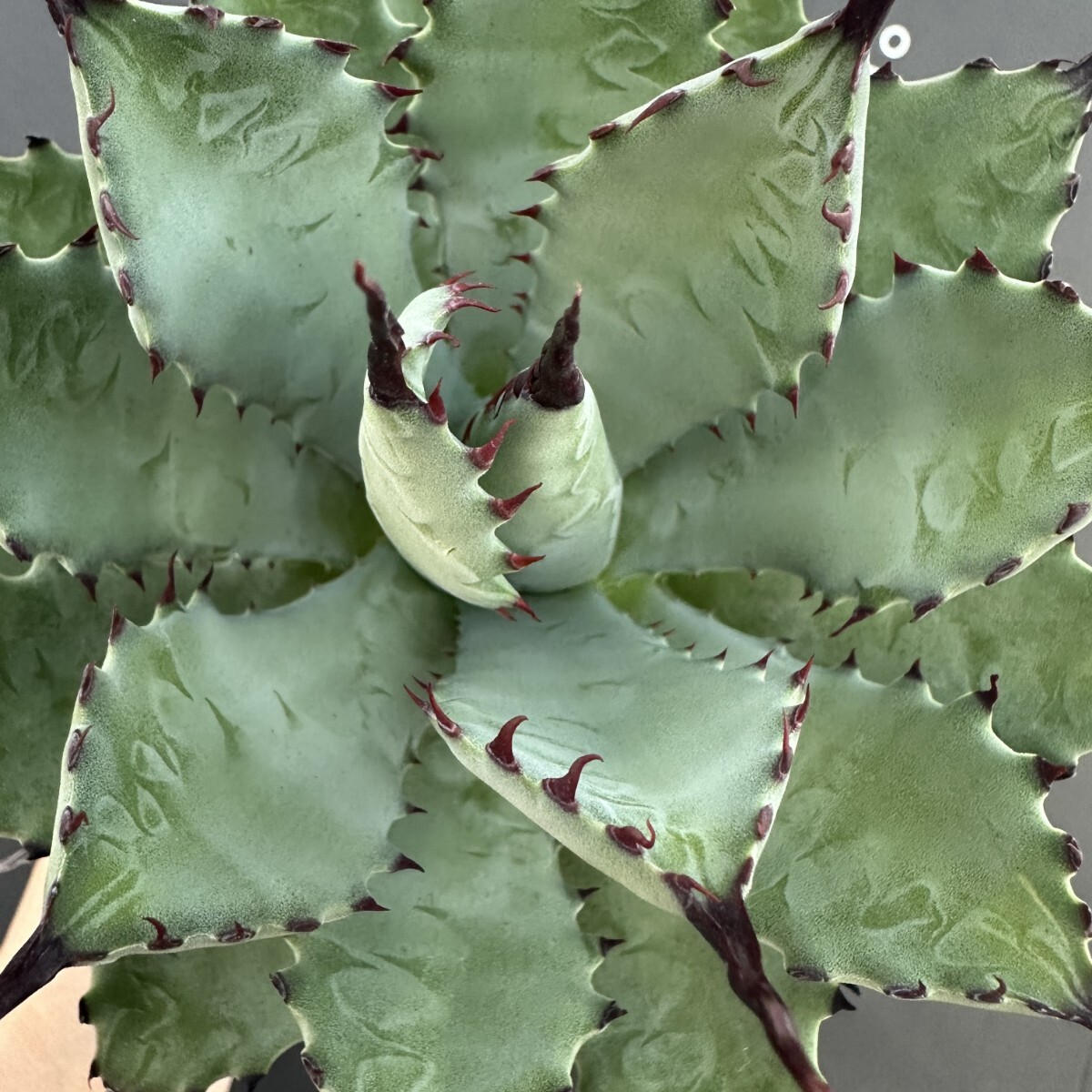 Yahoo!オークション - E77【パンダ園芸】多肉植物 アガベ 強曲棘八荒雷...