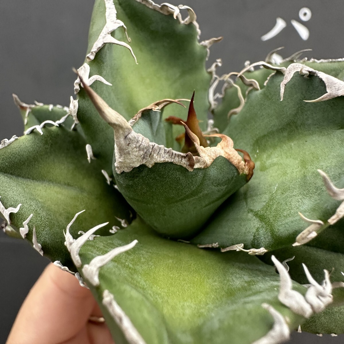 Yahoo!オークション - H3【パンダ園芸】アガベ チタノタ南アフリカダイ...