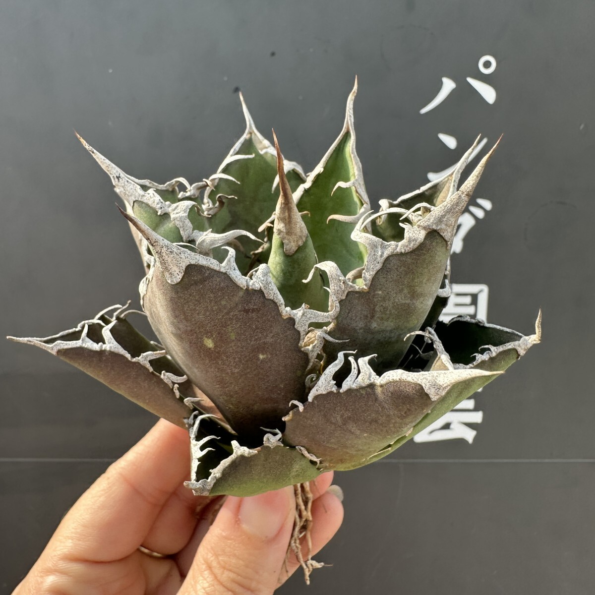 Yahoo!オークション - H62【パンダ園芸】アガベ 多肉植物 チタノタ シ...