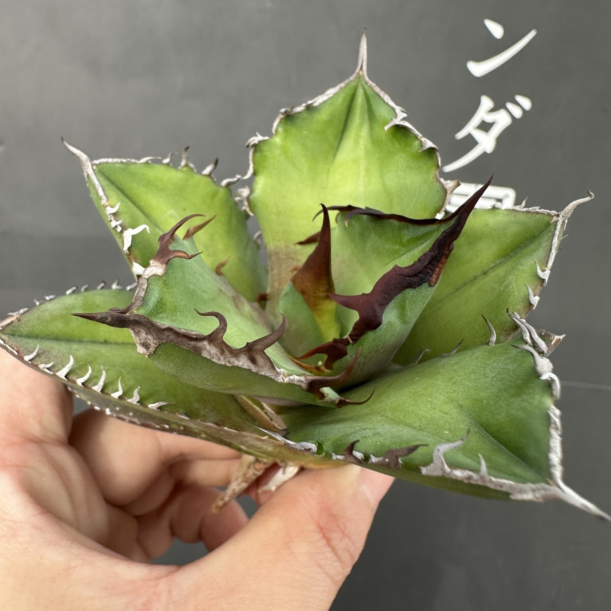 Yahoo!オークション - B59【パンダ園芸】アガベ チタノタ 白犀牛/ Agav...