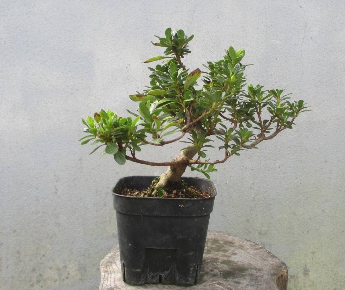 Yahoo!オークション - 小品 さつき盆栽 白い花かざり 鉢 9 9cm