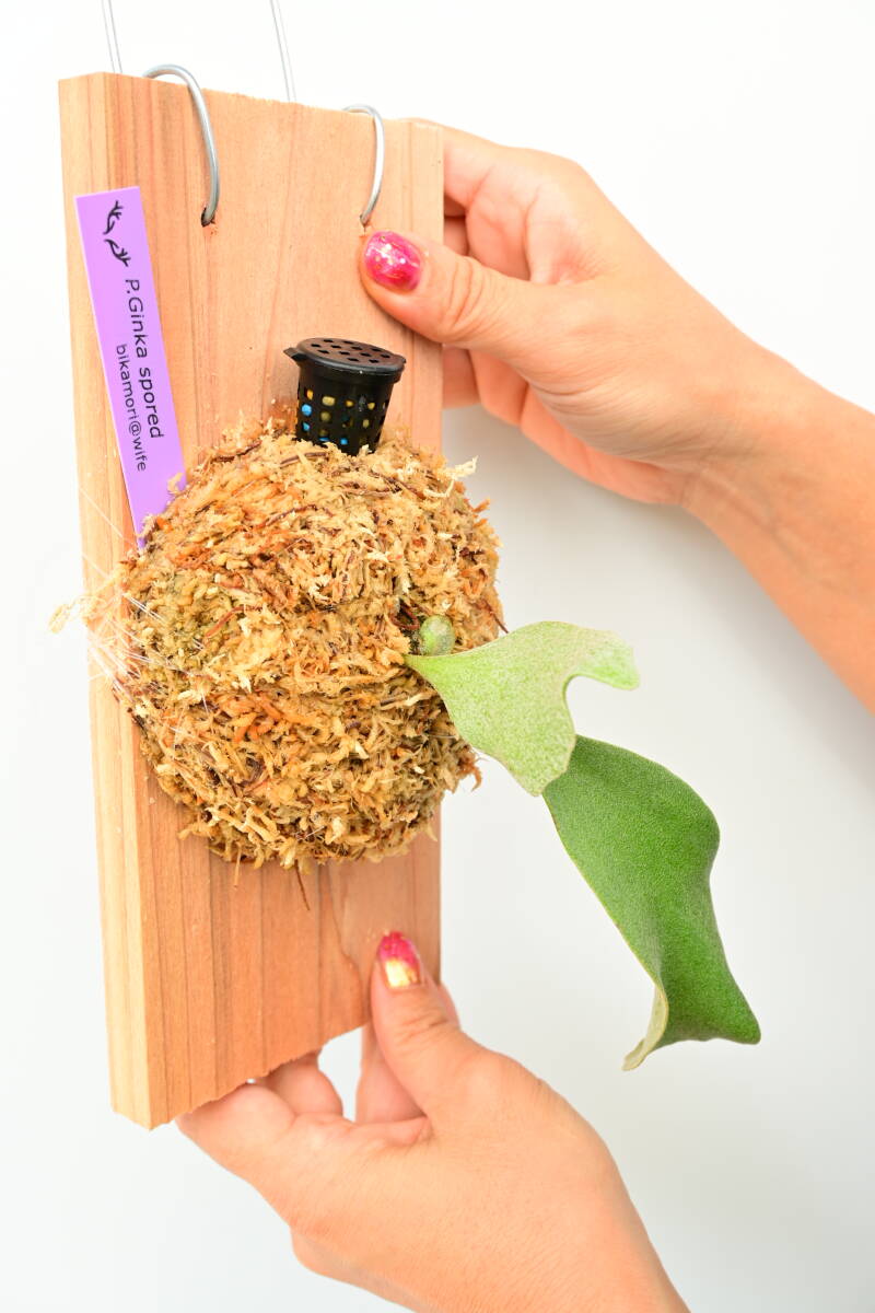 Yahoo!オークション - P.Ginka spored① ＠ビカ森wife 板付品 ギンカ ビ...