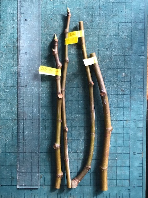 Yahoo!オークション - LSU Everbearing 4本（イチジク挿し木用穂木） N...