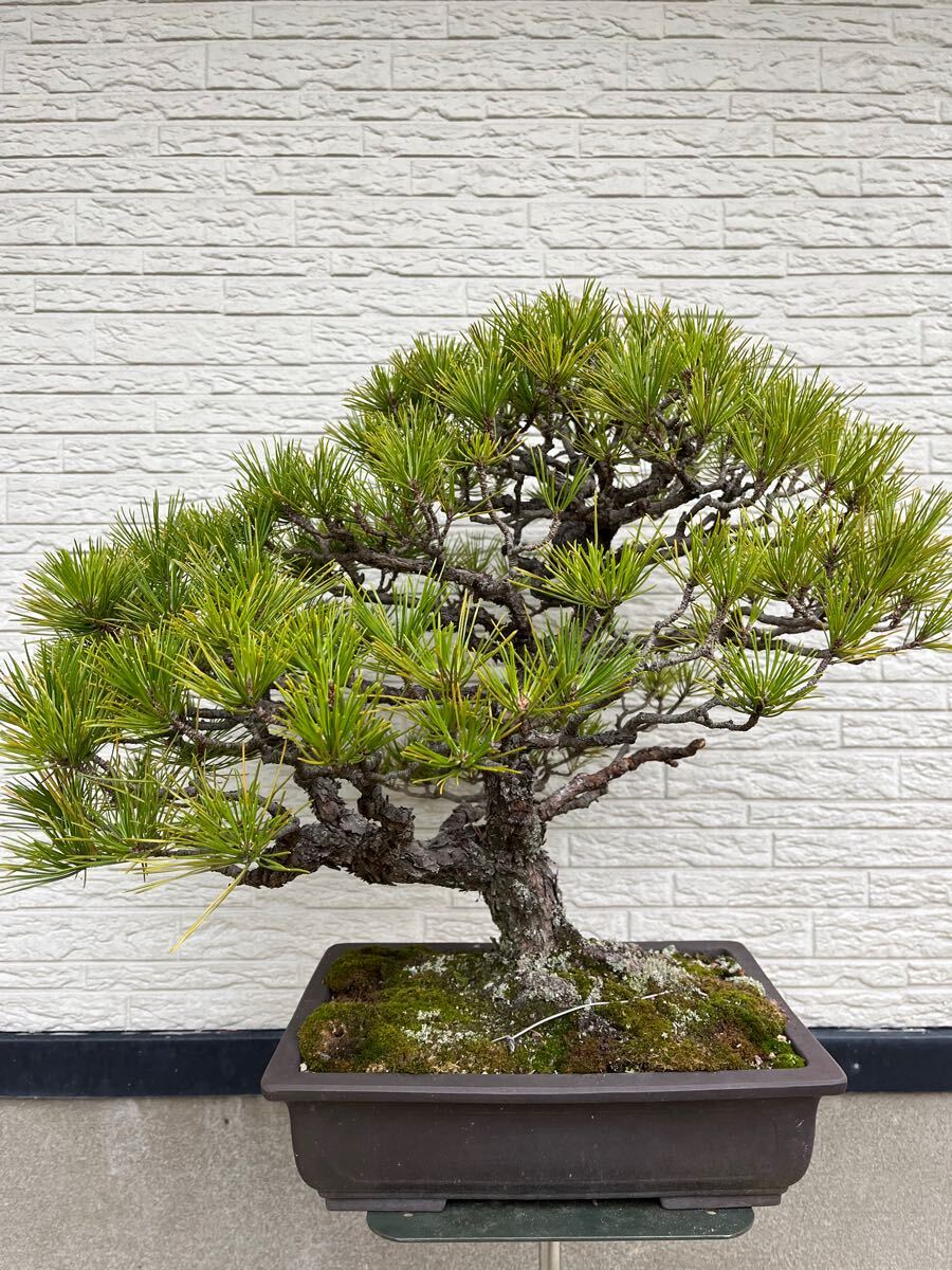 Yahoo!オークション - 盆栽 黒松13 松 クロマツ 松柏