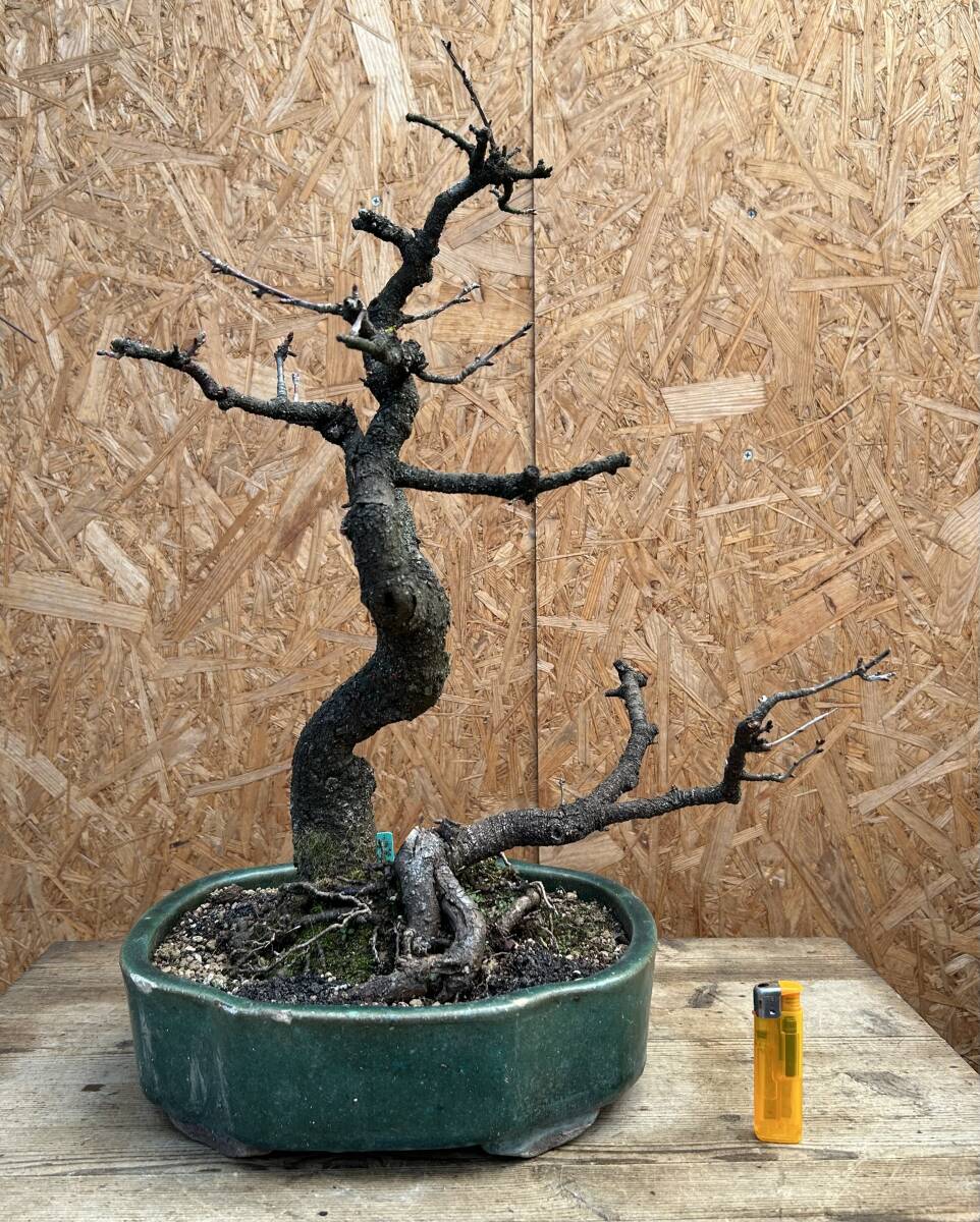 Yahoo!オークション - 山桜 山木