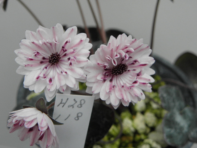 Yahoo!オークション - 山野草 雪割草 大輪綾姫系二段唐子咲 H28 1...