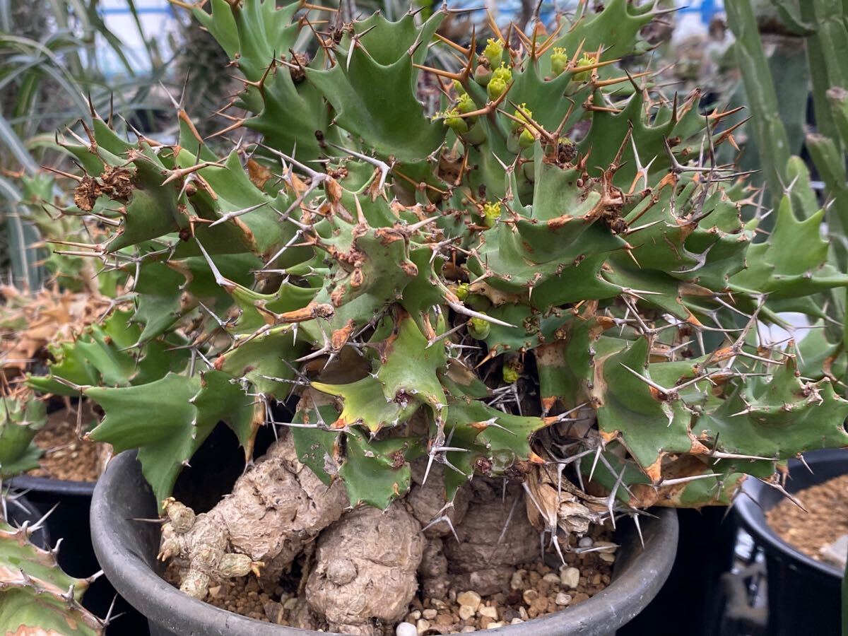 Yahoo!オークション - ユーフォルビア トルチラマ 実生 Euphorbia tort...
