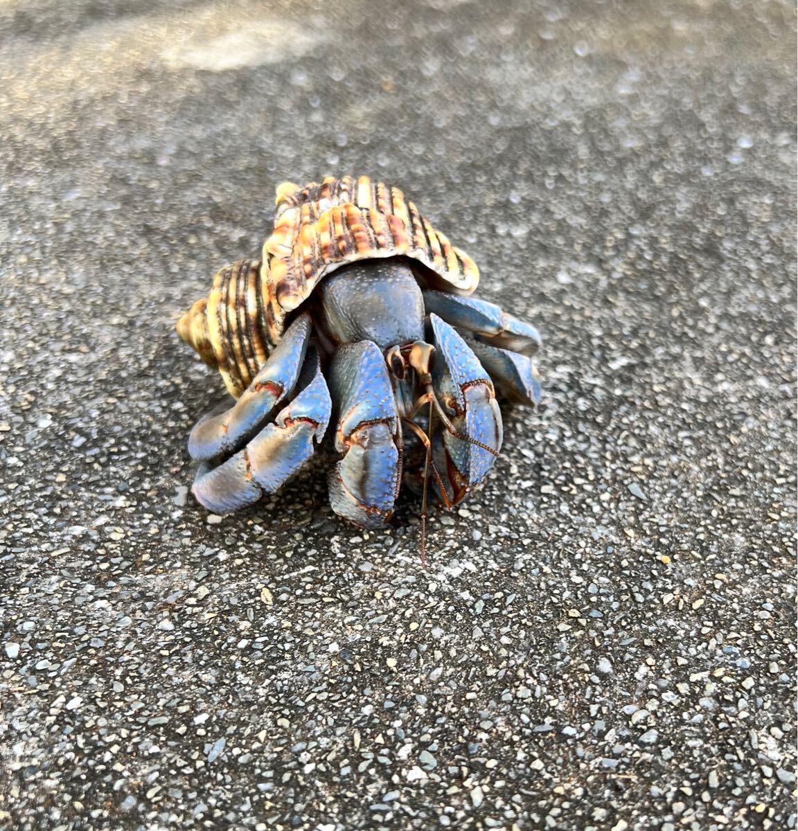 Yahoo!オークション - オカヤドカリXL〜BIG（エレファントブルー）