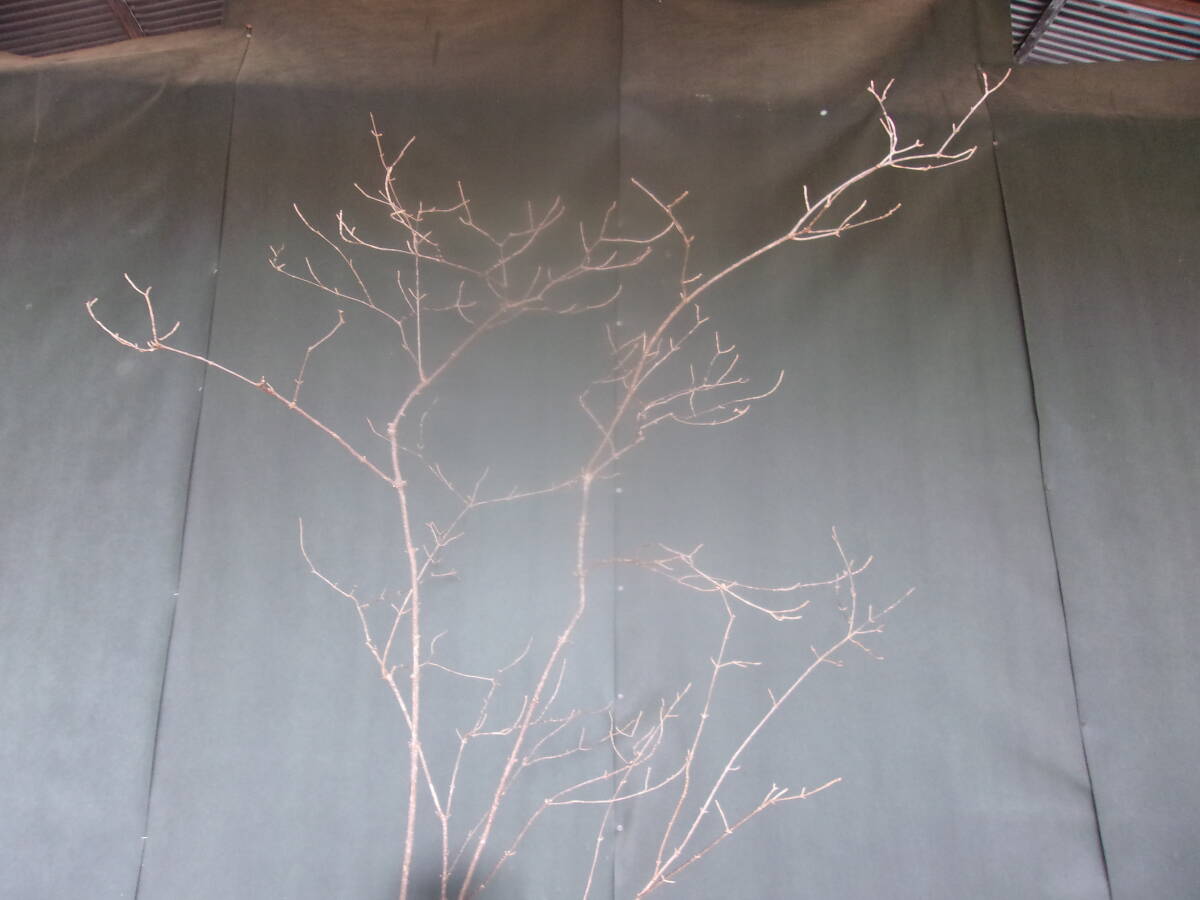 Yahoo!オークション - ガマズミ 山取 896