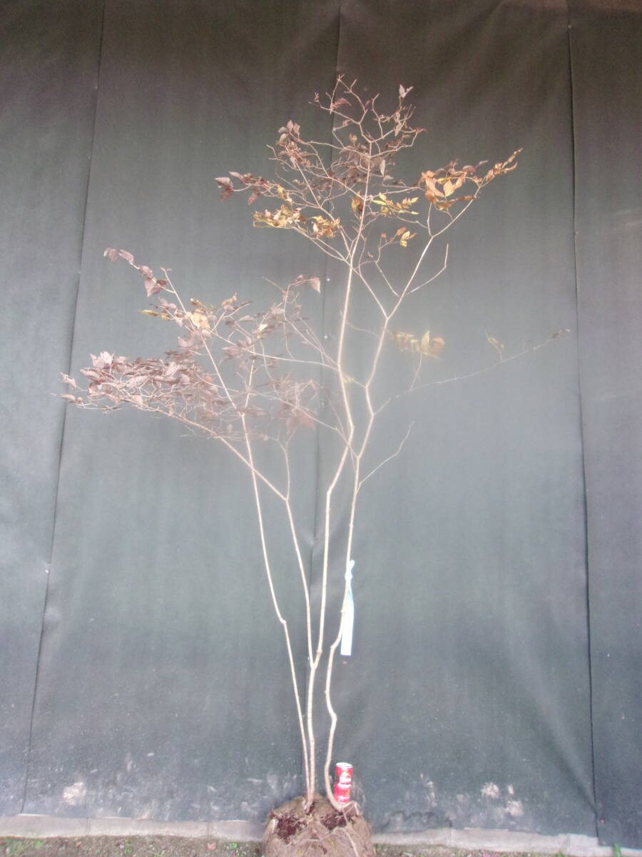 オトコヨウゾメ アオダモ 混合株 山取 795(植木、庭木)｜売買されたオークション情報、yahooの商品情報をアーカイブ公開 - オークファン（aucfan.com）