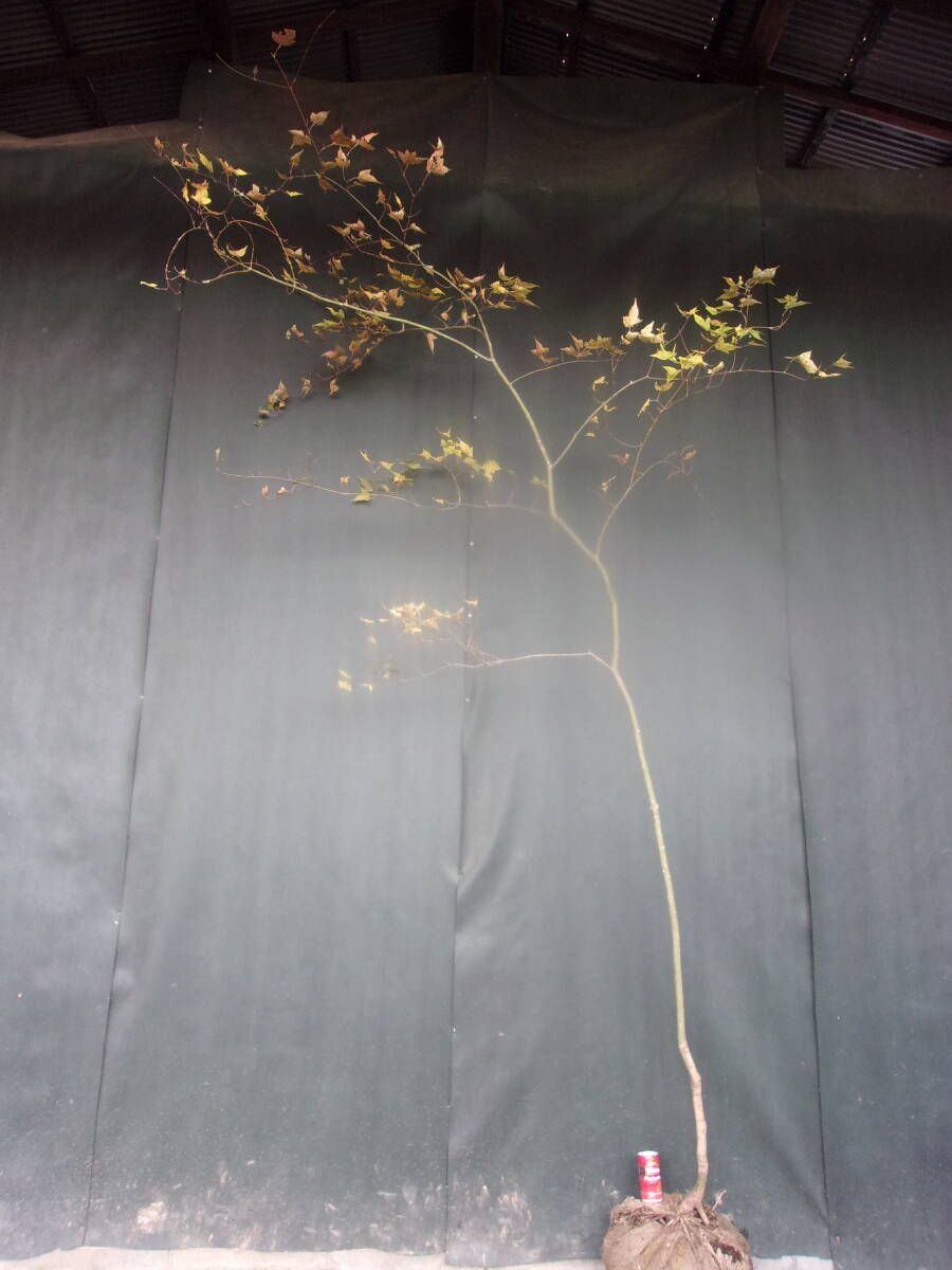 Yahoo!オークション - ウリカエデ 山取 802