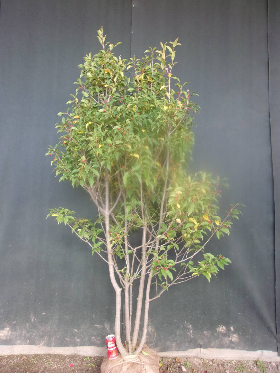 Yahoo!オークション - ソヨゴ 809