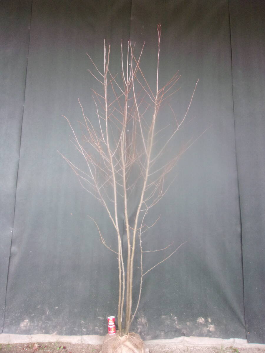 Yahoo!オークション - アオハダ 865