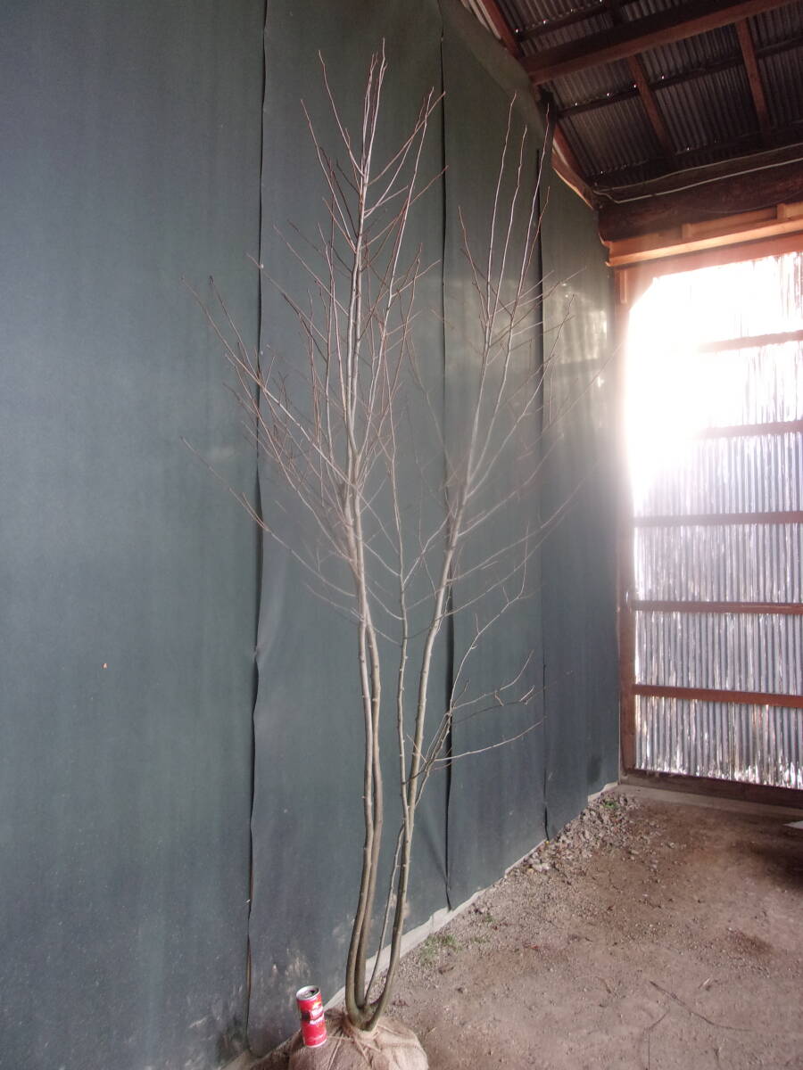 Yahoo!オークション - アオハダ 865