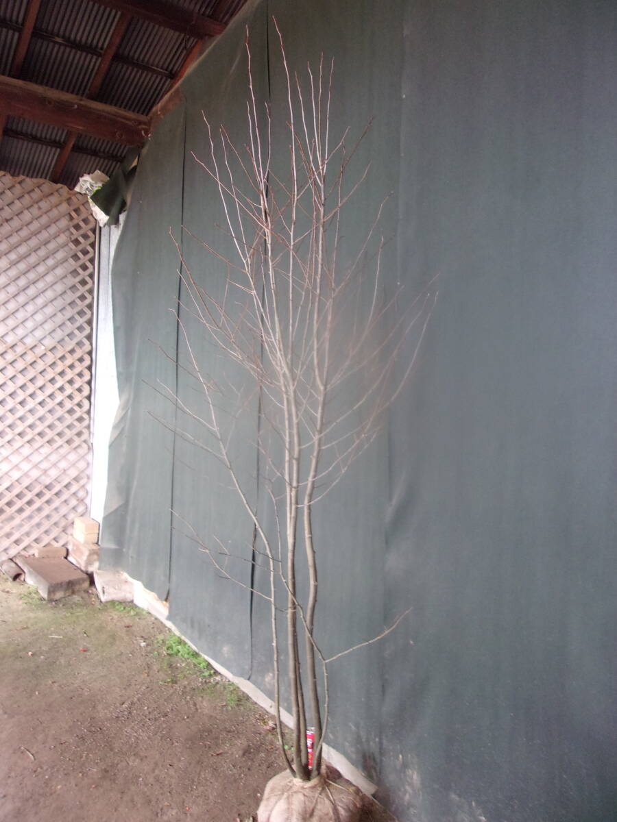 Yahoo!オークション - アオハダ 865