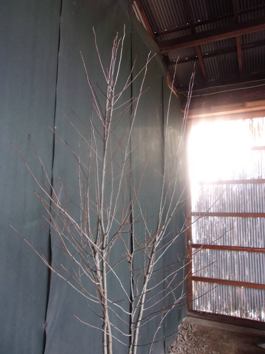 Yahoo!オークション - アオハダ 865