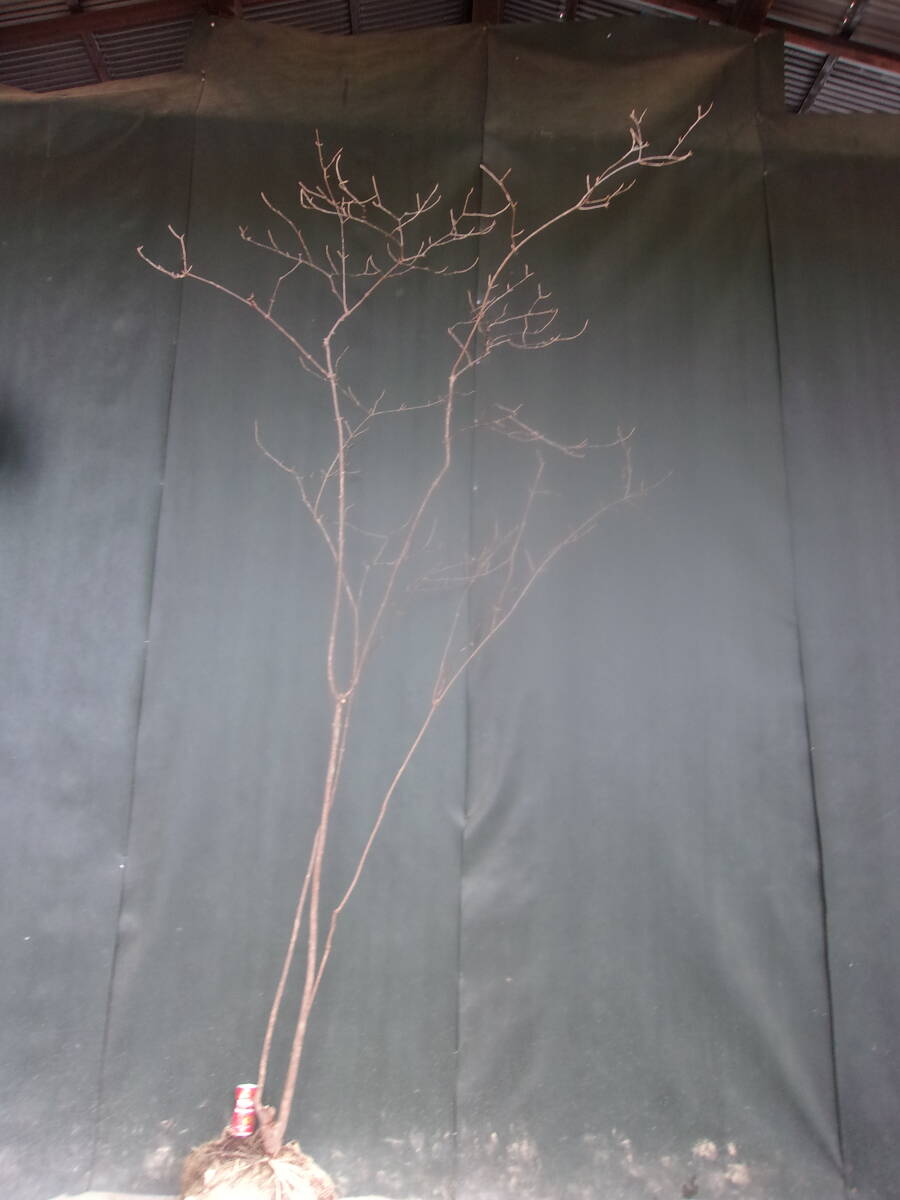 Yahoo!オークション - ガマズミ 山取 896