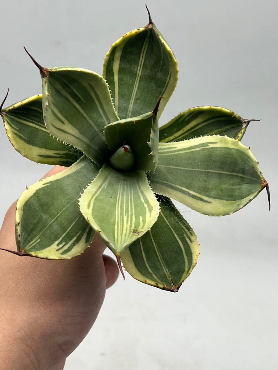 Yahoo!オークション - 027-3 多肉植物 アガベ 多肉植物 パリー トラン...