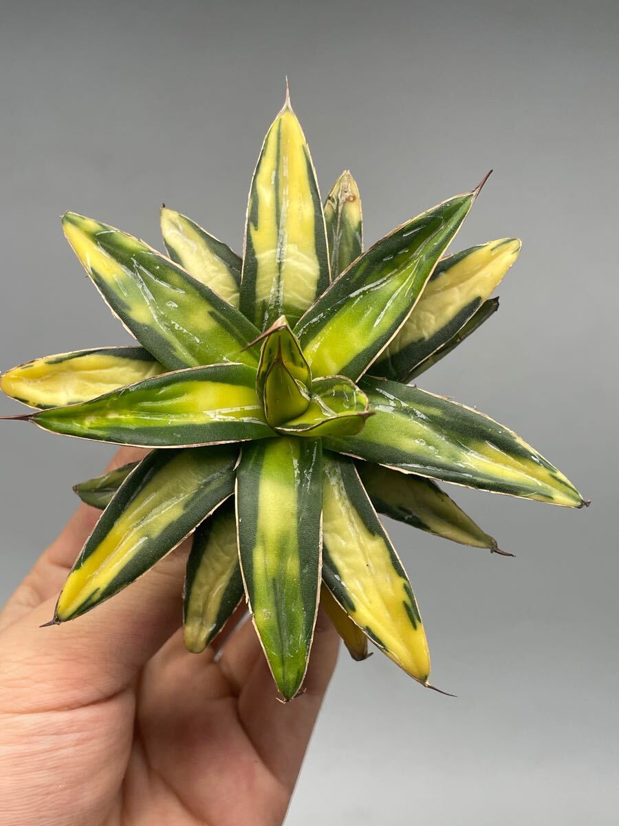 Yahoo!オークション - 031 -1【AGAVE TITANOTA】多肉植物 アガベ ヴィ...