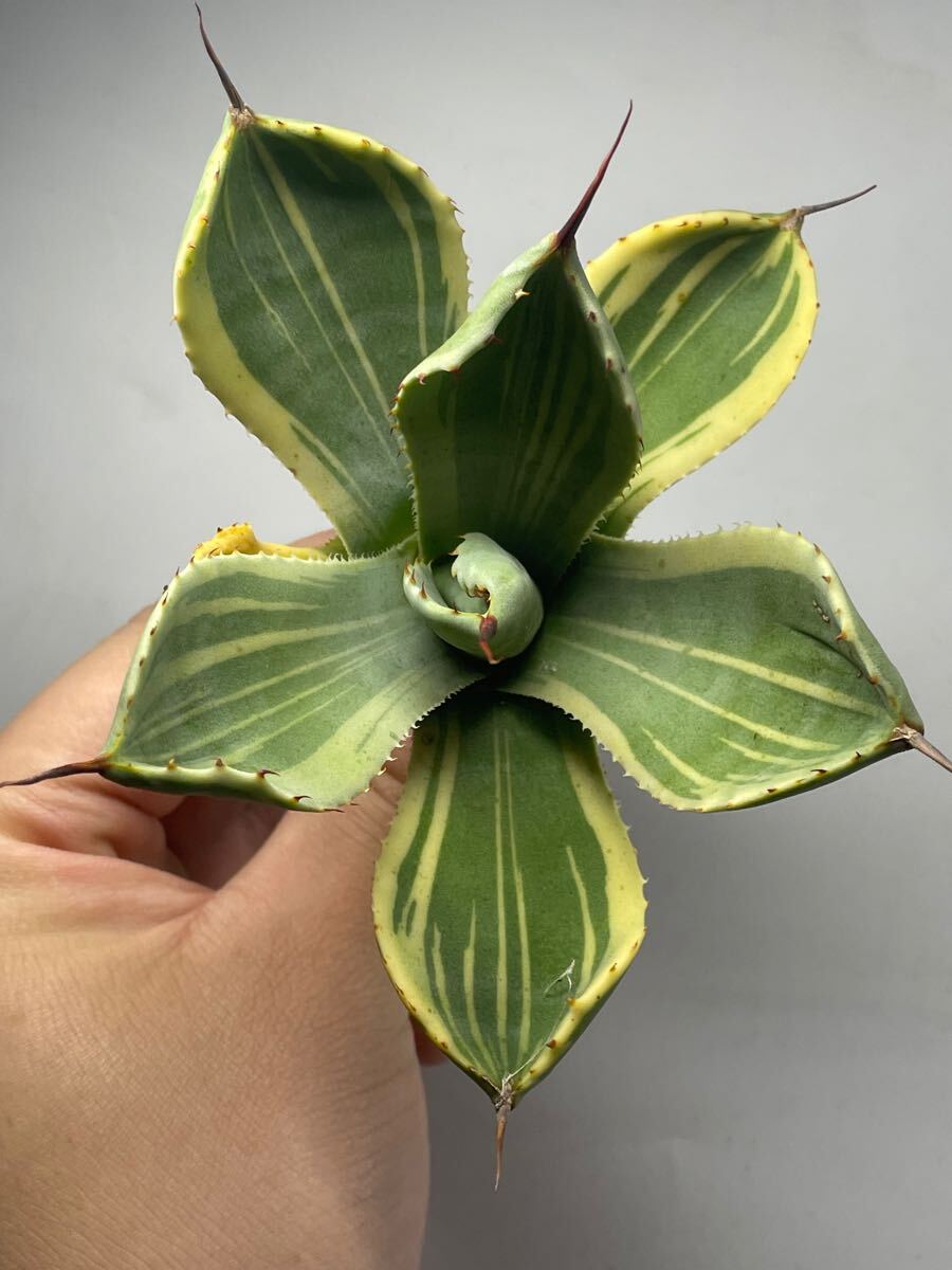 Yahoo!オークション - 027-3 アガベ 多肉植物 パリー トランカータ ラ...