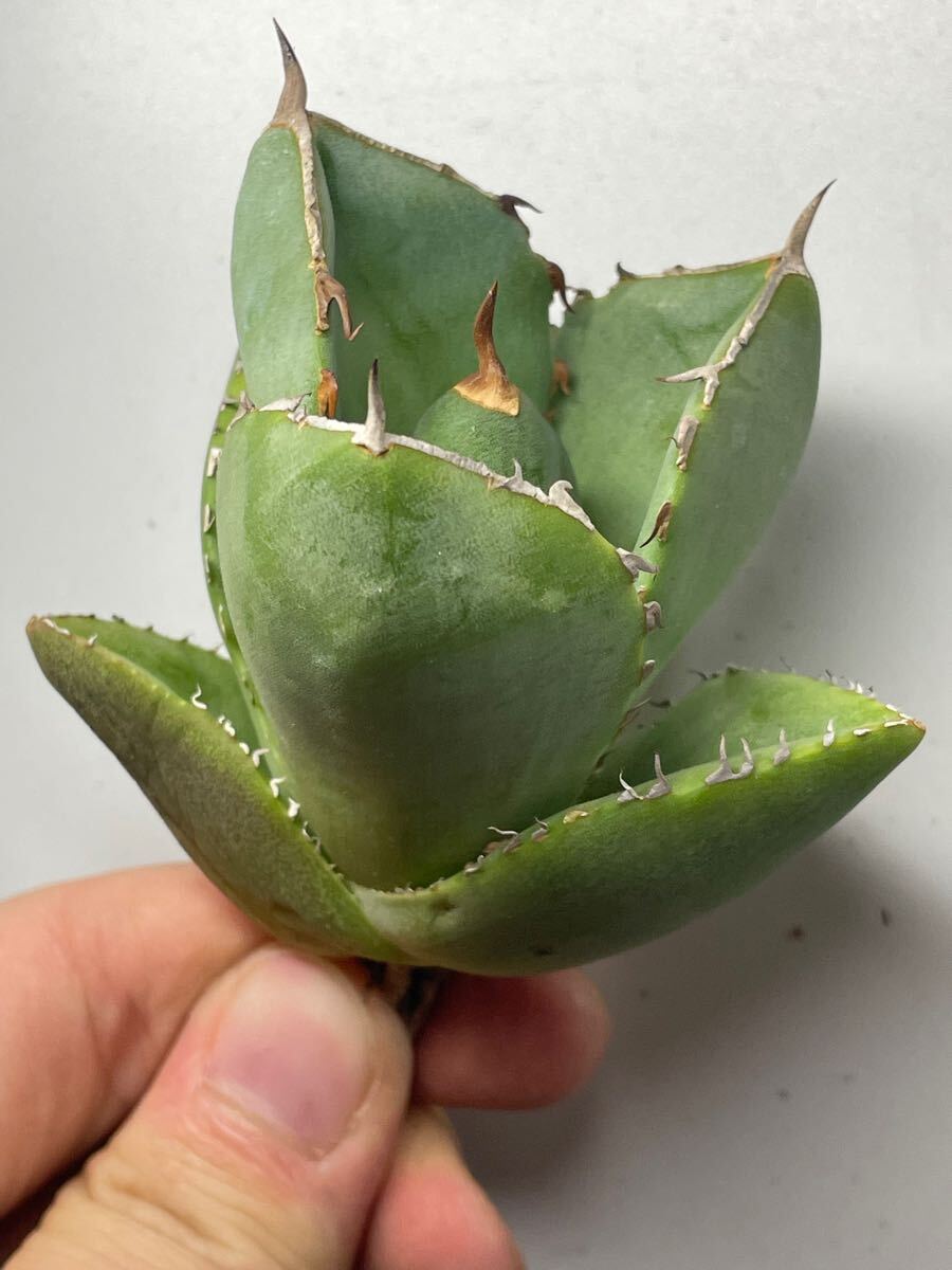 Yahoo!オークション - 019-4多肉植物 アガベチタノタ ジャガーノート ...