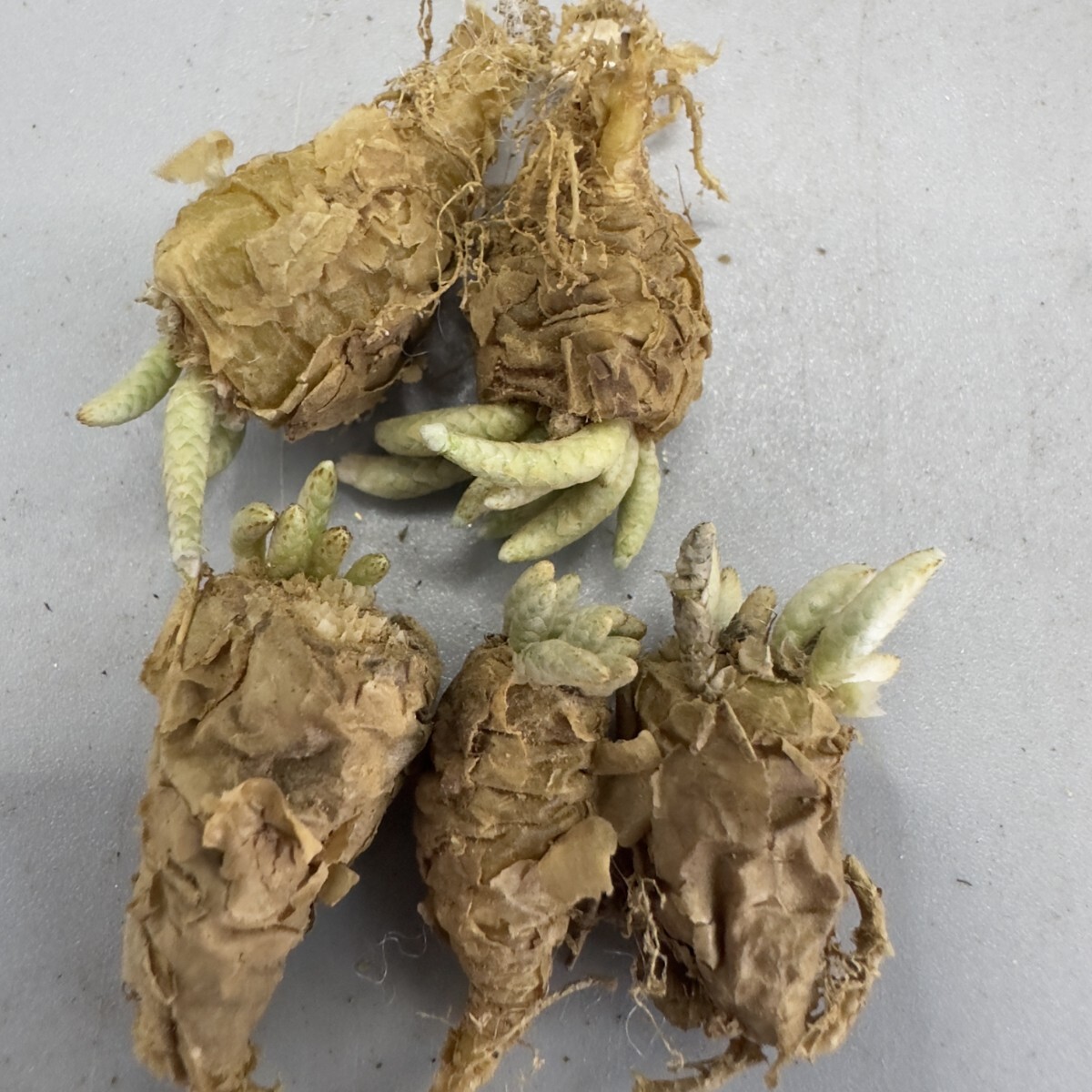 Yahoo!オークション - XX331 quinaria ssp. alstonii うつぼ錦（赤花）...