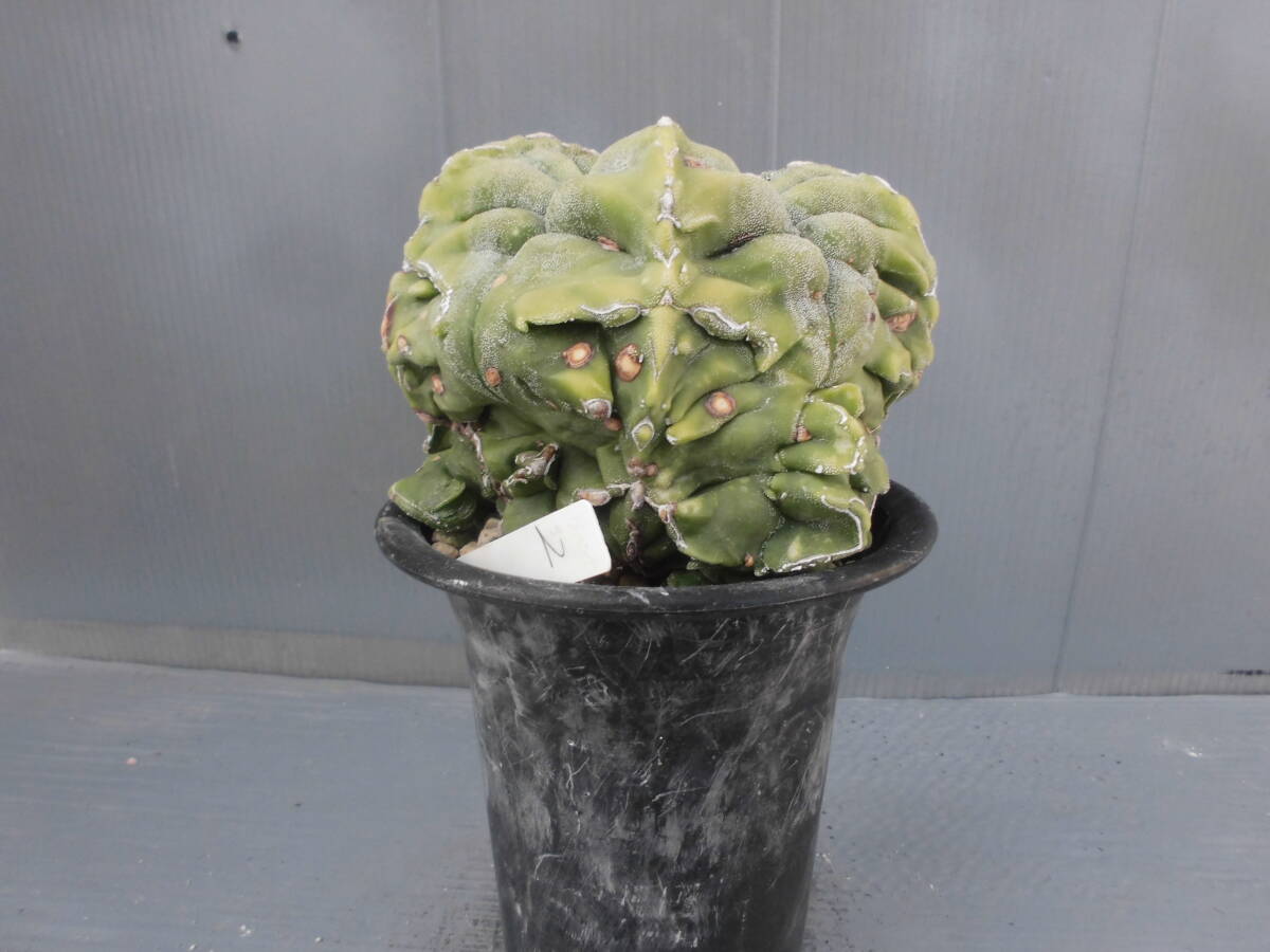 Yahoo!オークション - サボテン2 ランポー