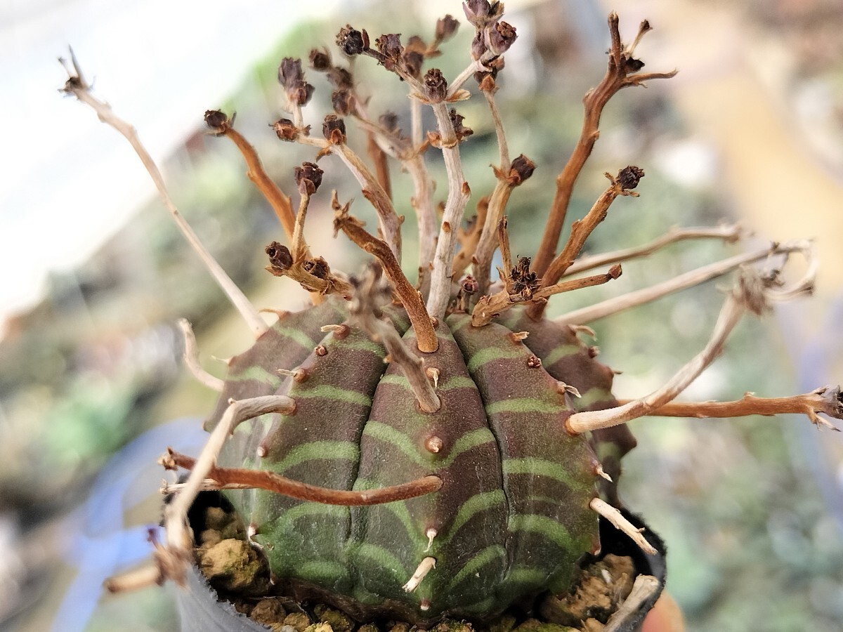 Yahoo!オークション - 実生A株 SBV スーパーブラックバリダ キズあり ...