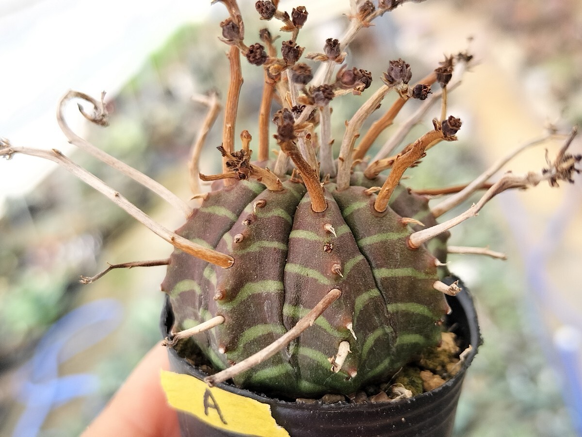 Yahoo!オークション - 実生A株 SBV スーパーブラックバリダ キズあり ...