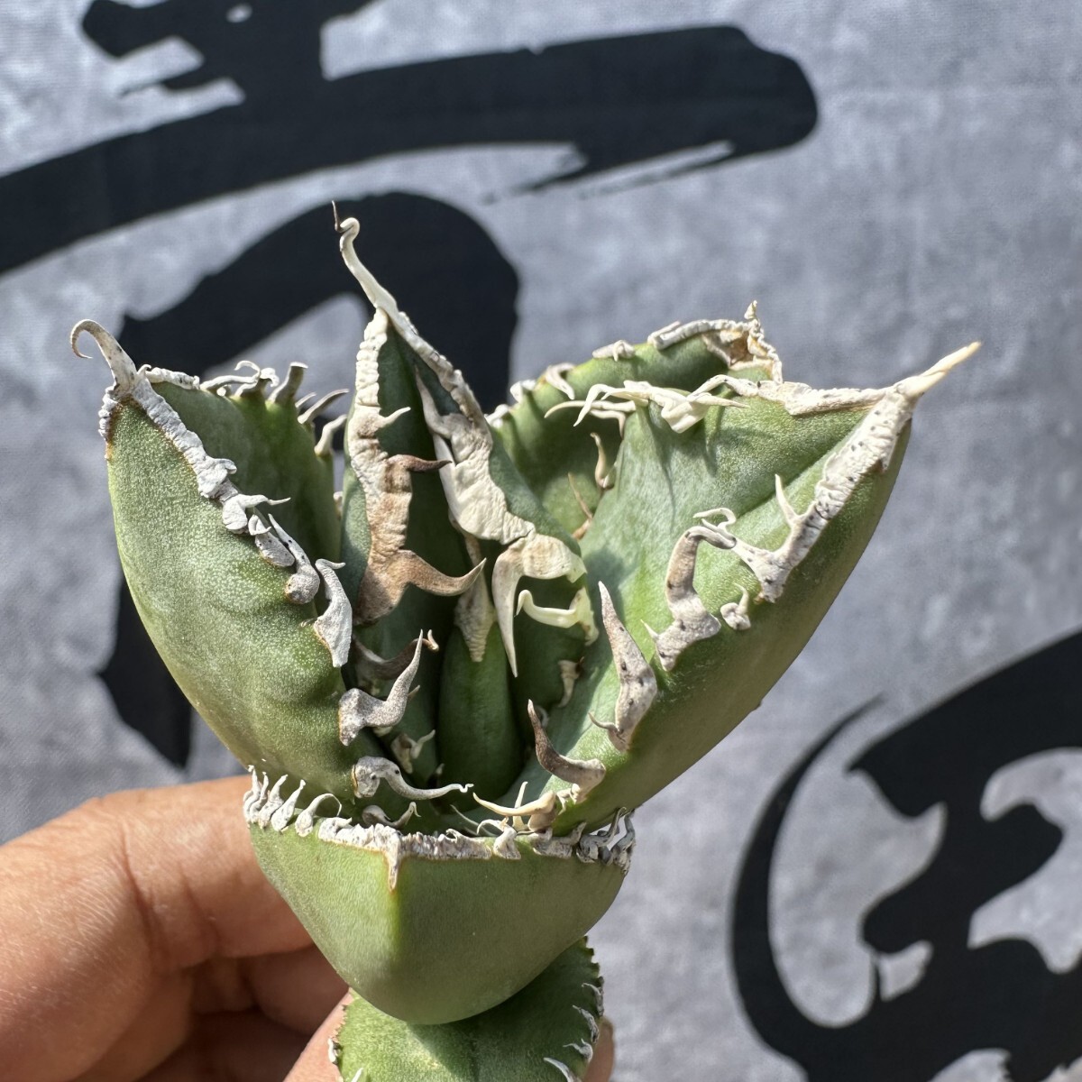 Yahoo!オークション - AF22【青田園芸】アガベ チタノタ SAD 南アフリ...