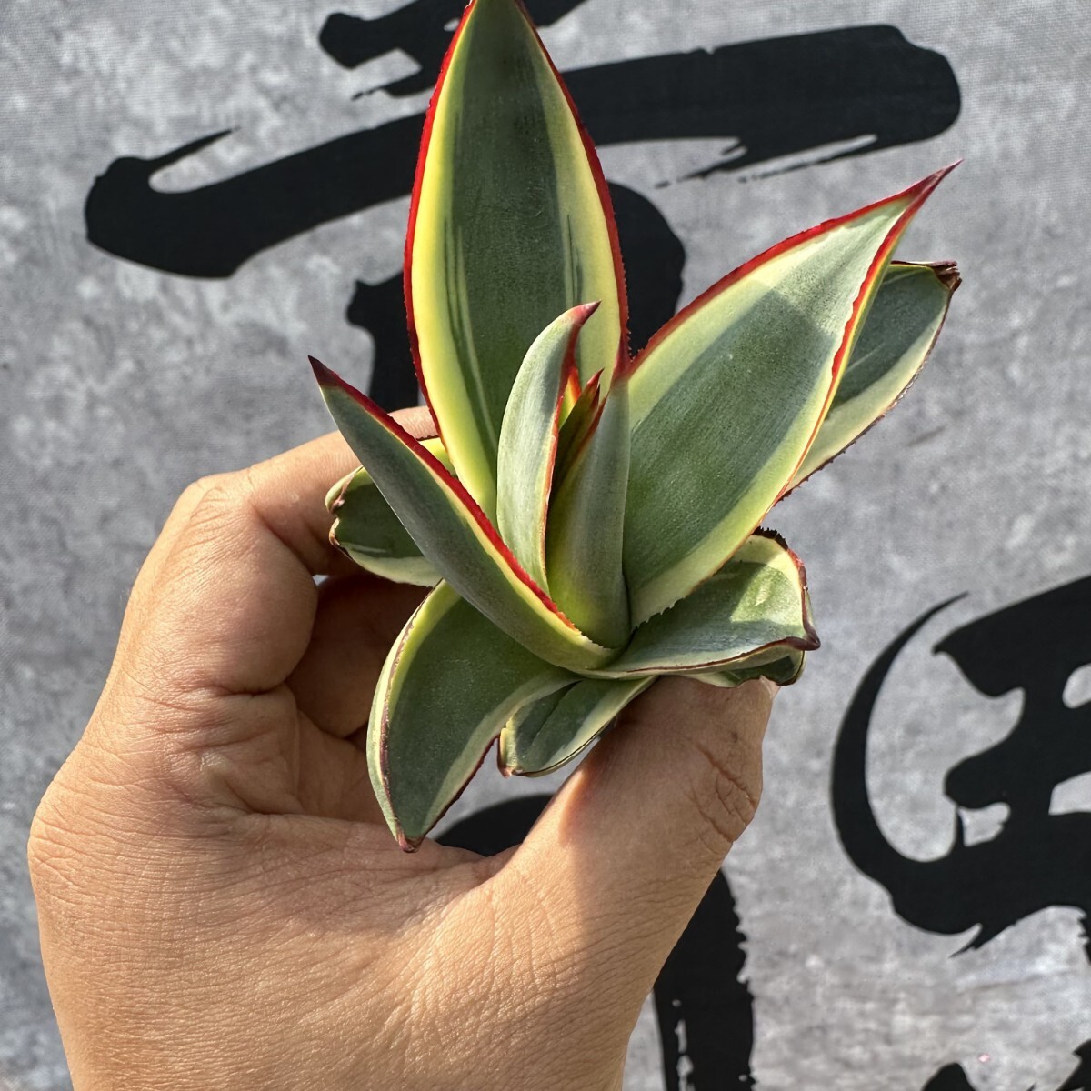 Yahoo!オークション - AG4【青田園芸】アガベ スノーグロー錦 鮮明錦 ...