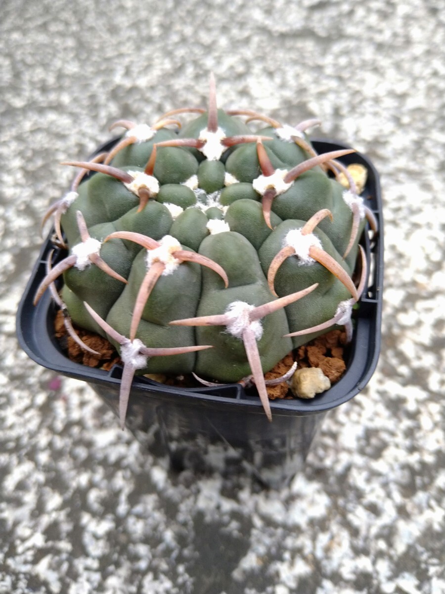 Yahoo!オークション - Gymnocalycium vatteri ギムノカリキュウム バッ...