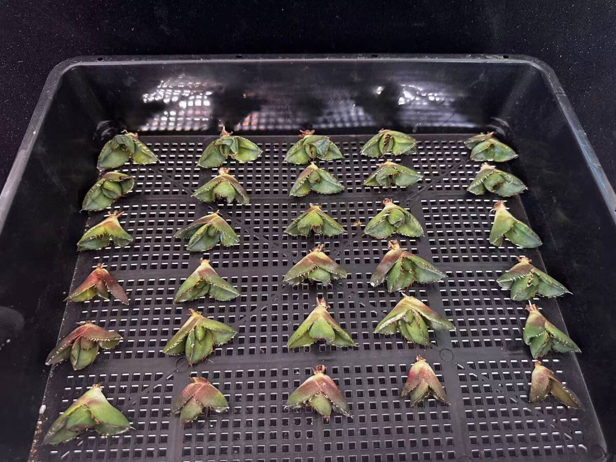 Yahoo!オークション - F51【瀧將plant】多肉植物アガベ チタノタ 魔丸 ...