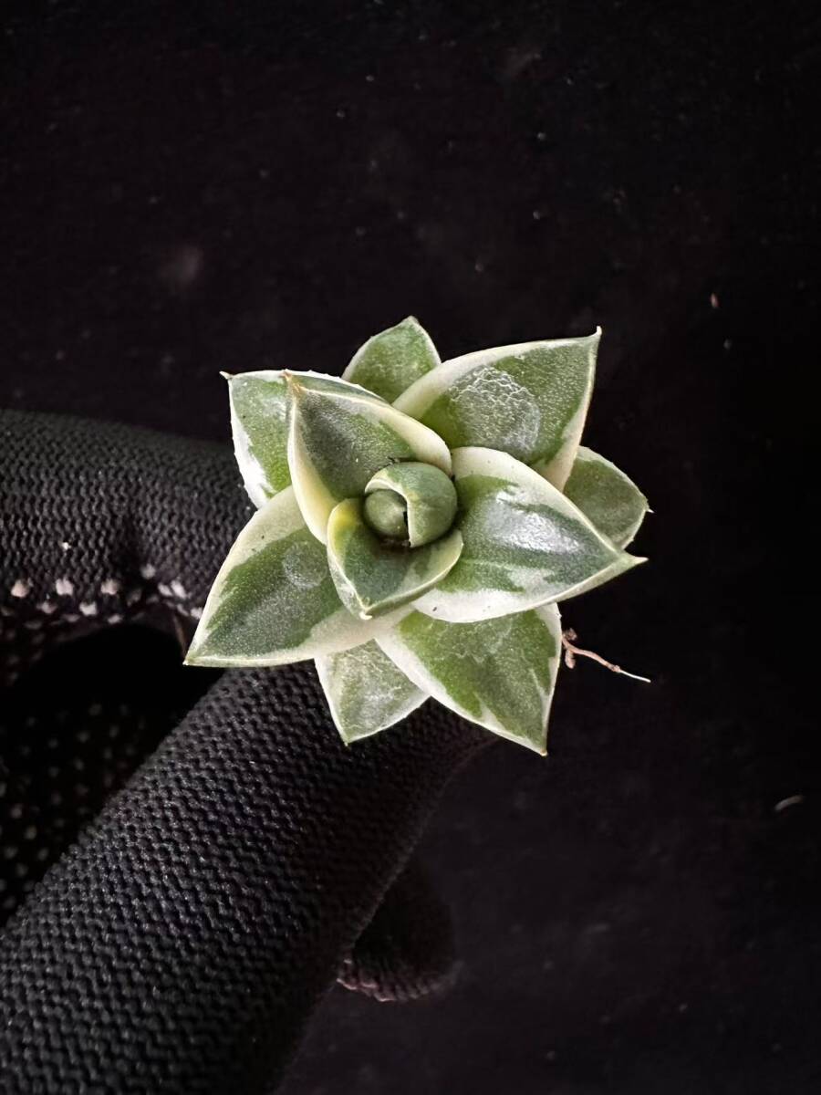 Yahoo!オークション - K69【瀧將plant】多肉植物 アガベ Agave filifer...