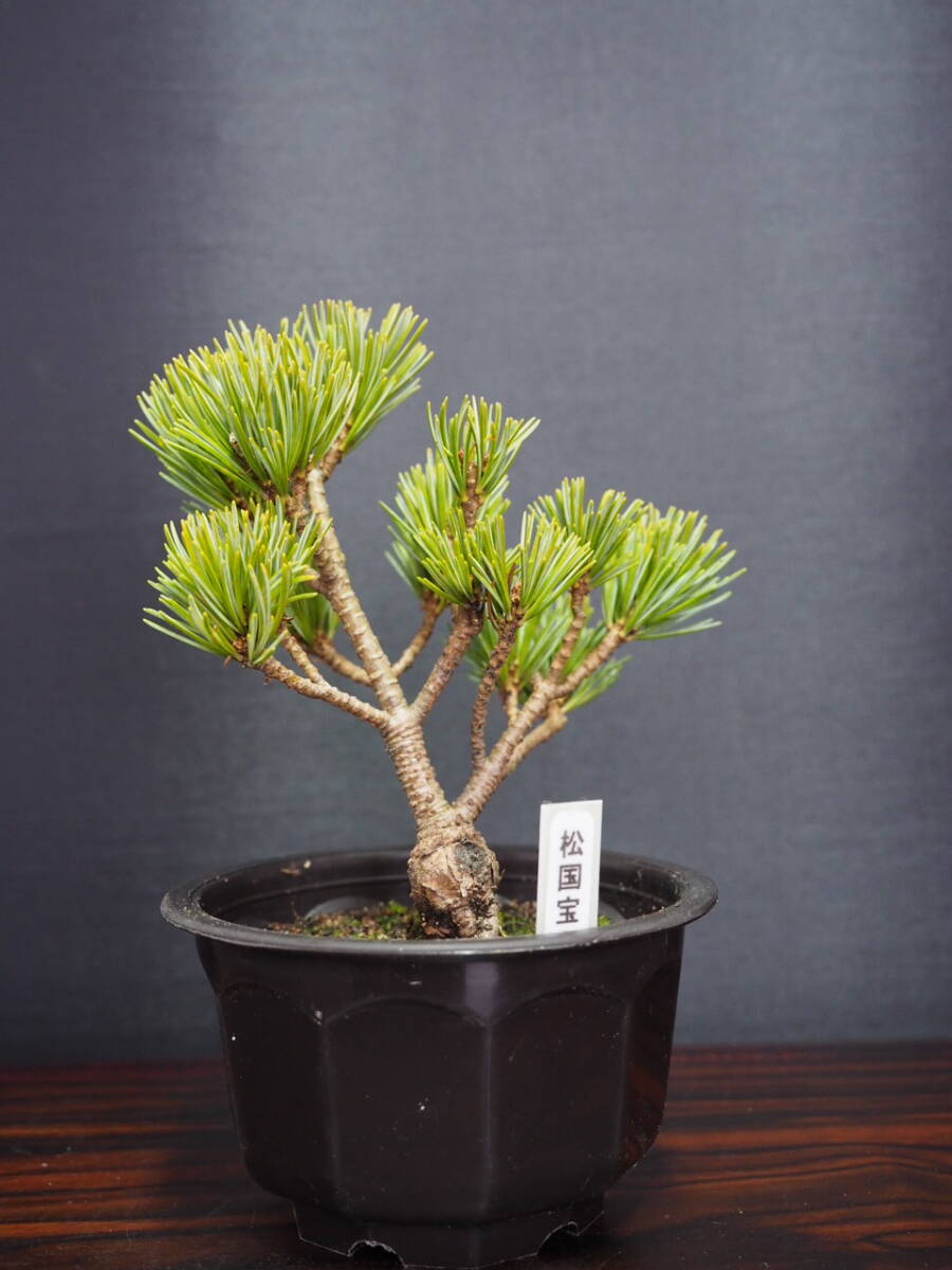 吾妻五葉松 松国宝(松)｜売買されたオークション情報、yahooの商品情報をアーカイブ公開 - オークファン（aucfan.com）