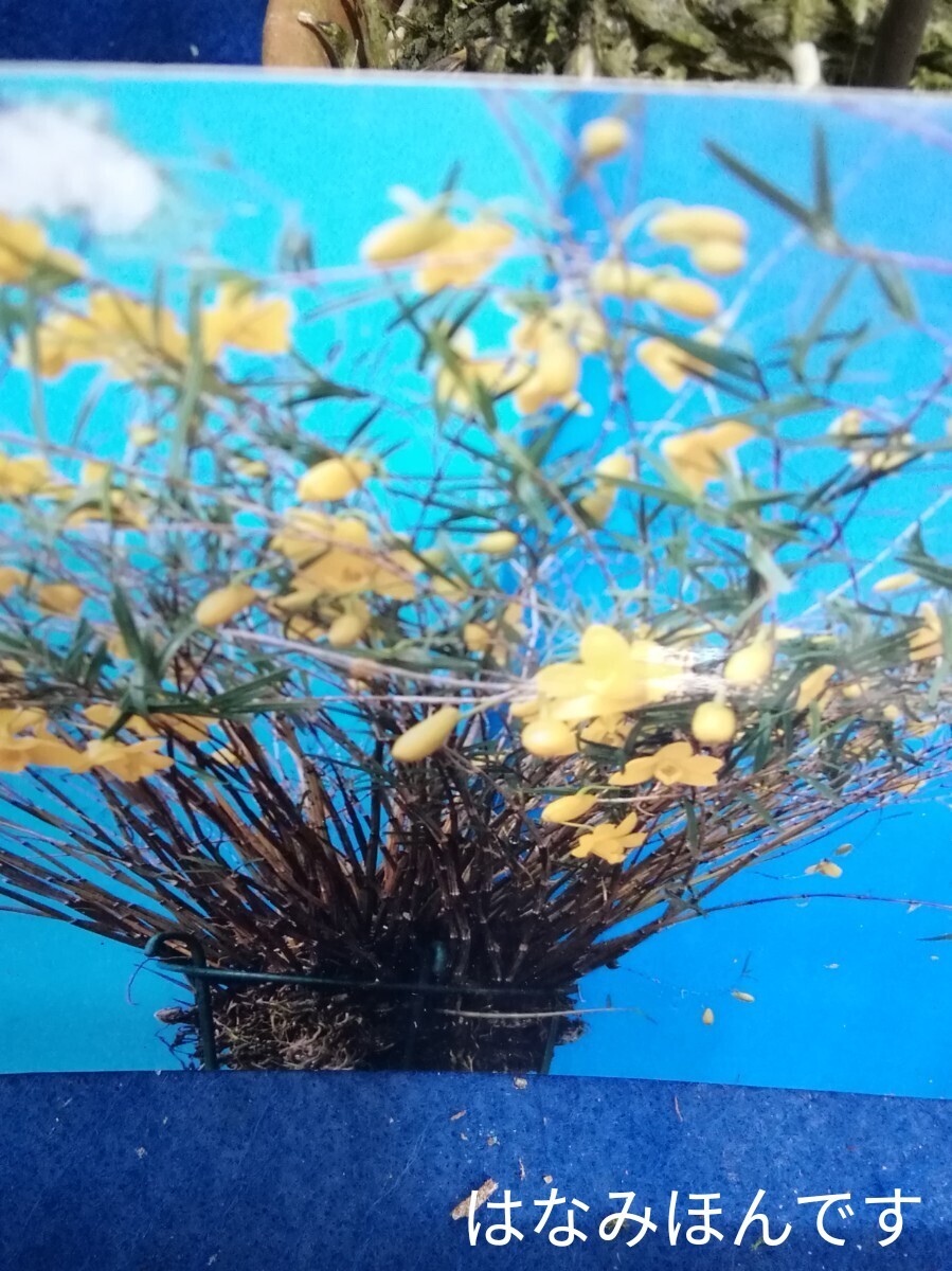 Yahoo!オークション - No.1120 斑入り 古典 ラン デンドロ 出物覆輪斑...