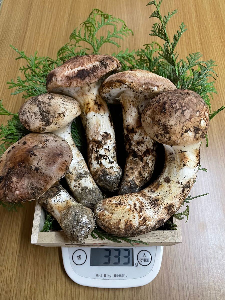 Yahoo!オークション - ②長野県産 松茸 お得盛り333g （写真現品）11/1...
