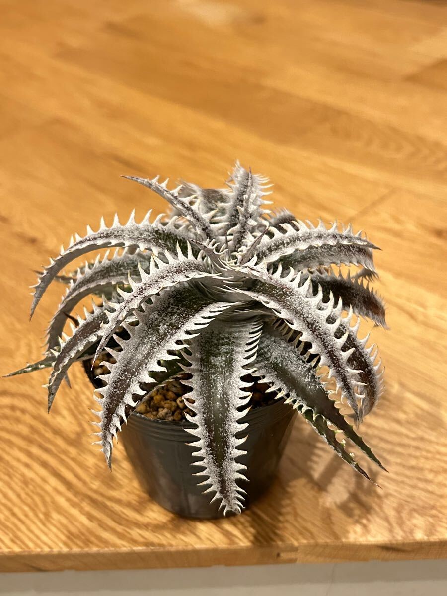 Yahoo!オークション - Dyckia 'Bill Baker×Bangkok Star' ディッキア ...