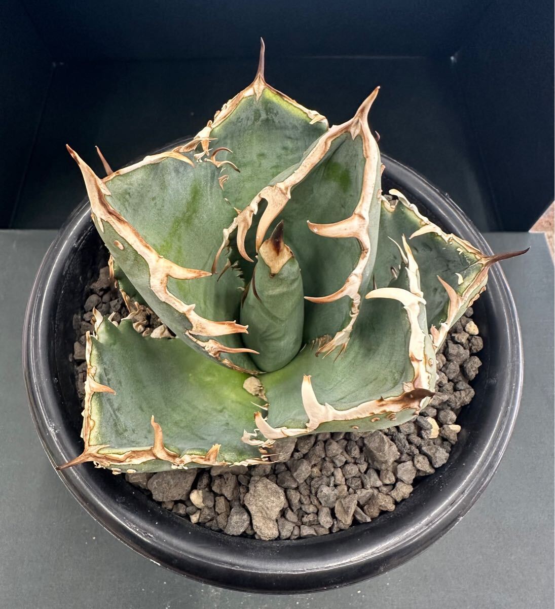 Yahoo!オークション - K-0083 アガベ チタノタ Fo-222 中株 胴切り天 ...