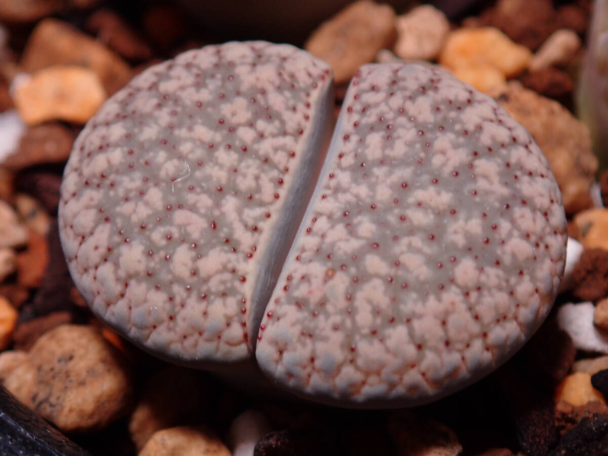 Yahoo!オークション - リトープス ベルキュローサ C178 Lithops verruc...