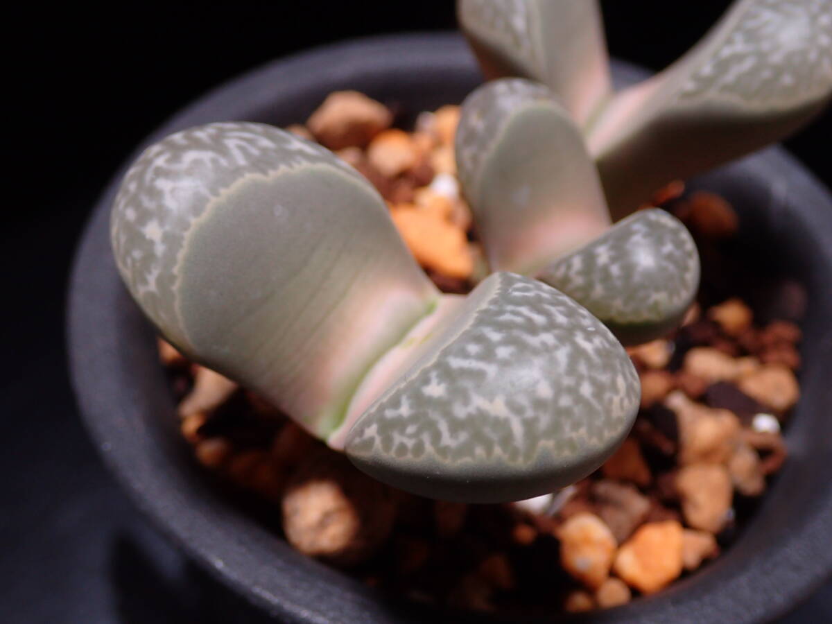 Yahoo!オークション - リトープス ヘルムティ C271 Lithops helmutii 3...
